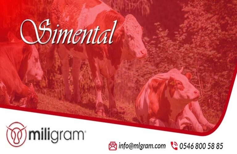 Simental-Simental inek-Simental dana-Simenetal özellikleri