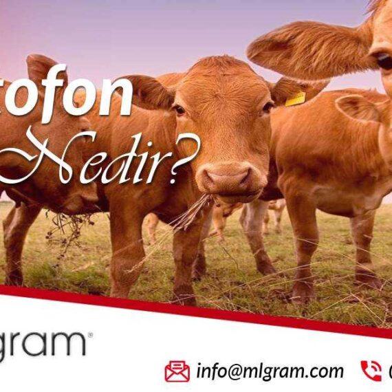 Rasyon Nedir? - Rasyon Nasıl Hazırlanır?