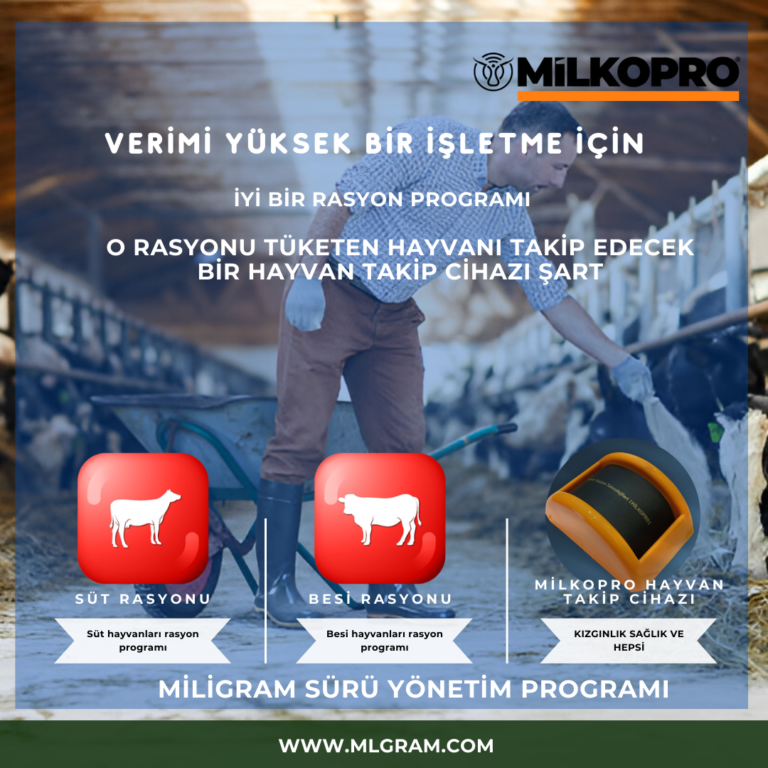 Rasyon Ne Demek? - Rasyon Nedir, Nasıl Oluşturulur?